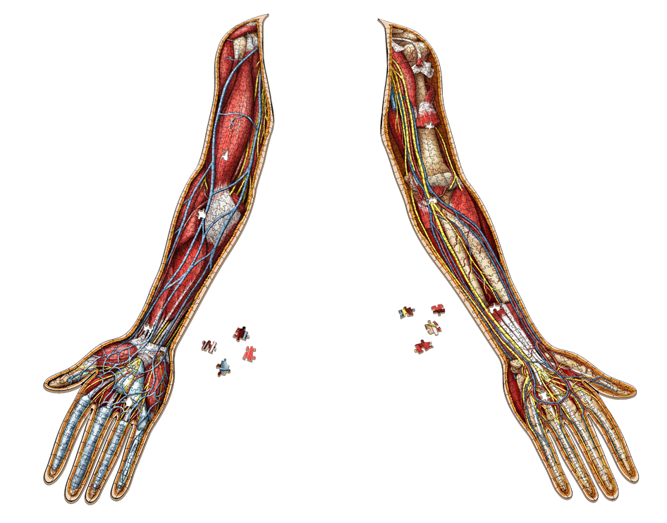 Bundle - Full Body Set of the Human Anatomy Jigsaw Puzzles – Genius ...