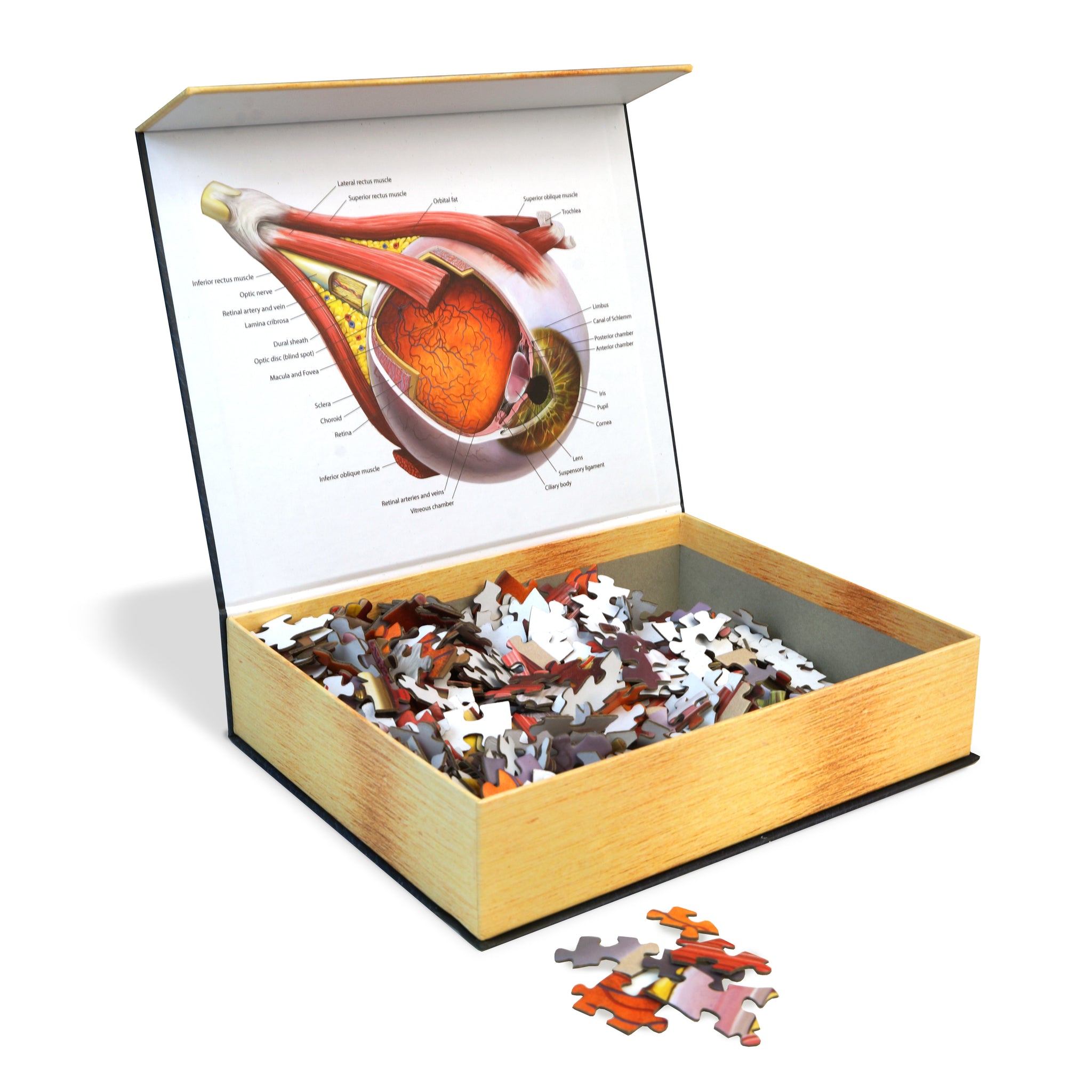 Human Eye Anatomy Jigsaw Puzzle | Dr. Livingston's Unique Shaped Scien ...