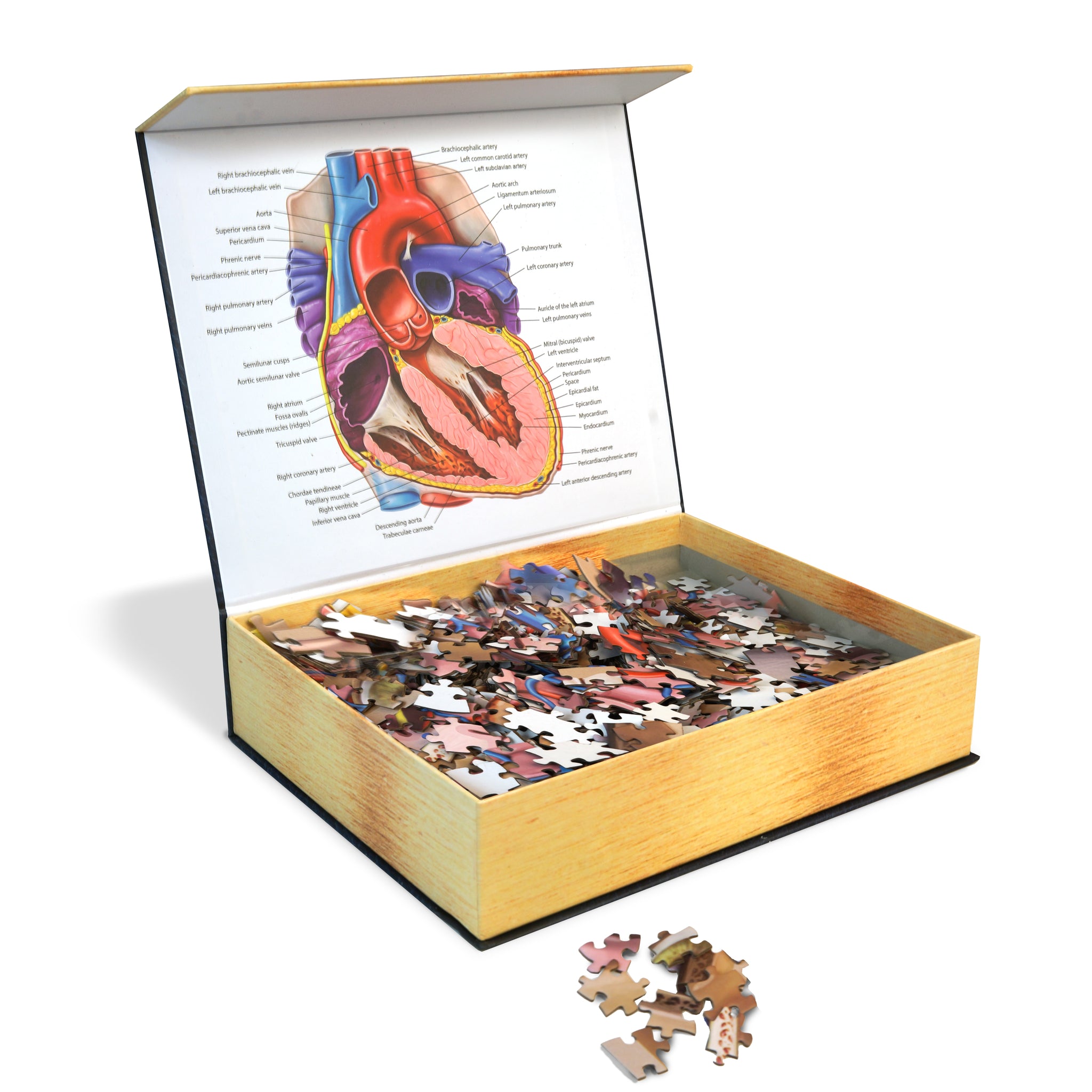 Human Heart Anatomy Jigsaw Puzzle | Dr. Livingston's Unique Shaped Sci ...
