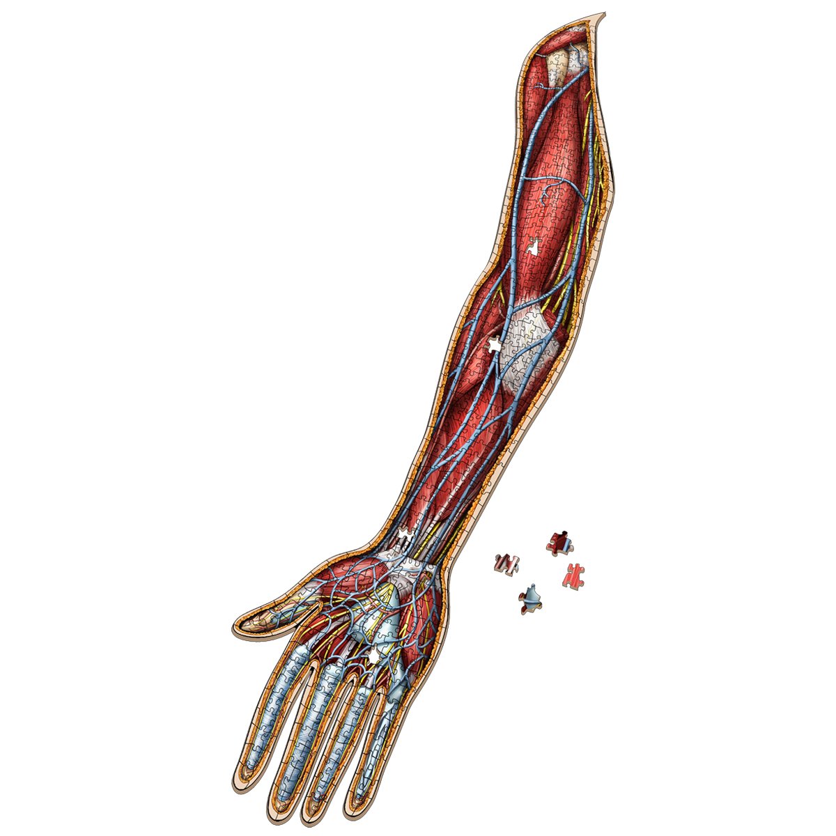 Right Arm Anatomy Bones Of Arm & Forearm (Left) | Complete Anatomy