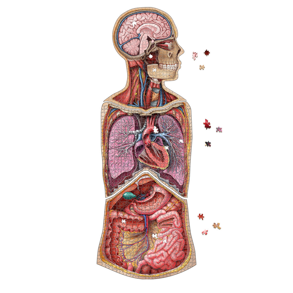 Bundle - Full Body Set of the Human Anatomy Jigsaw Puzzles – Genius ...