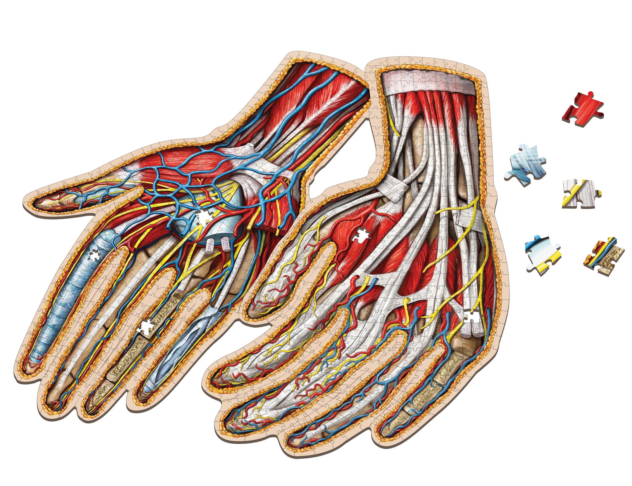Human Hands Anatomy Jigsaw Puzzle | Dr. Livingston's Unique Shaped Sci ...