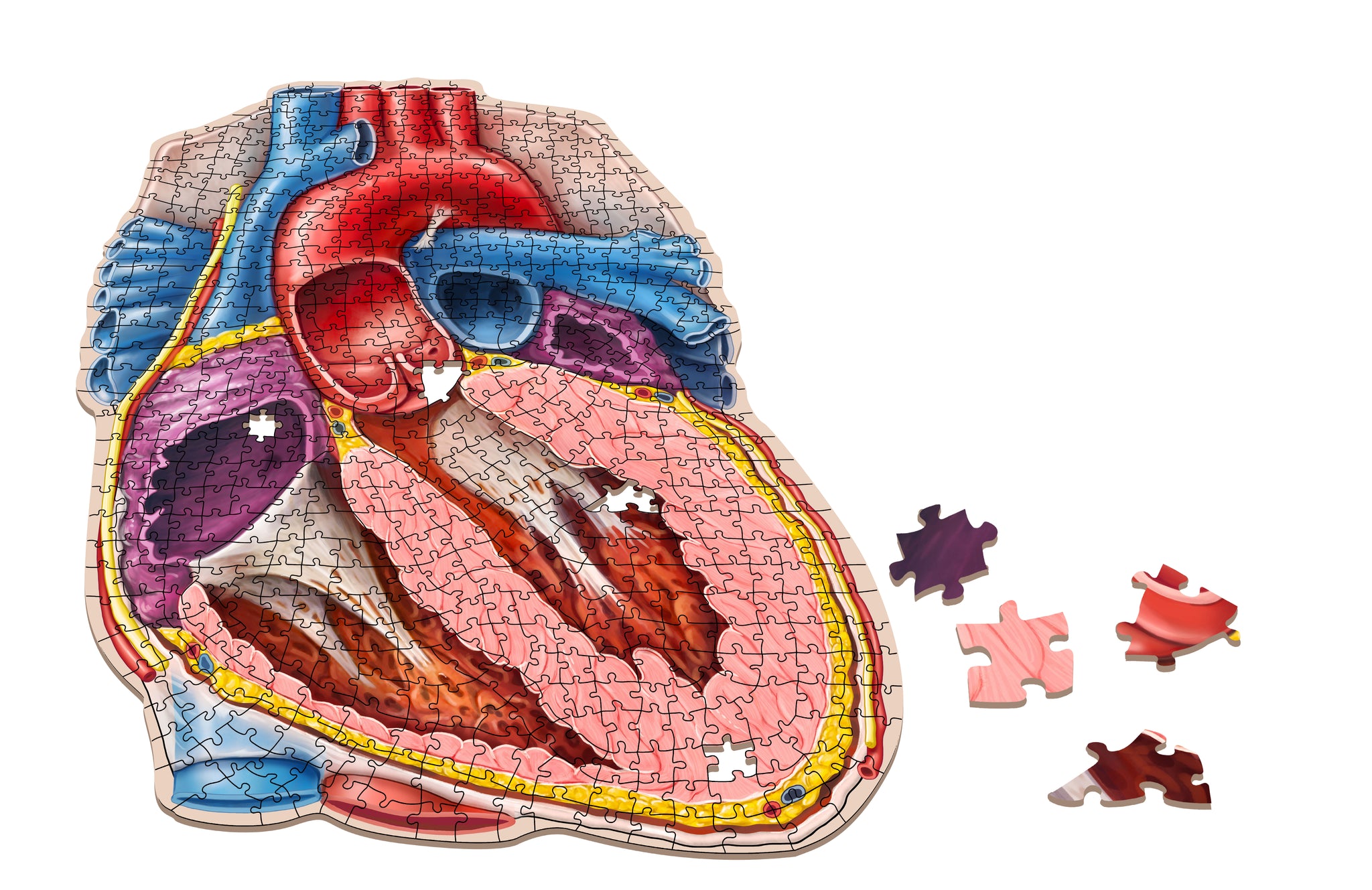 Human Heart Anatomy Jigsaw Puzzle | Dr. Livingston's Unique Shaped Sci ...